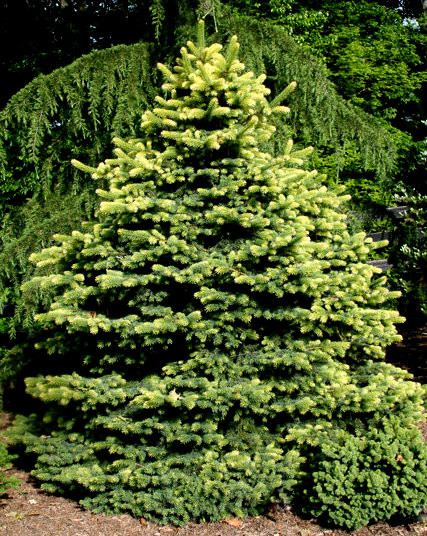 Picea pungens ' Colonial Gold ' Golden Colorado Spruce - Kigi Nursery