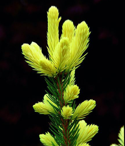 Picea pungens ' Gebelle's Golden Spring ' Early Gold Colorado Spruce ...