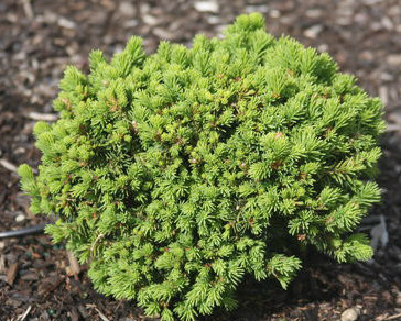 Picea abies 'Hasin' Miniature Norway Spruce - Kigi Nursery