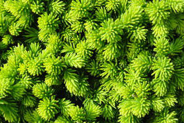 Picea abies ' Lilliput ' Miniature Norway Spruce - Kigi Nursery