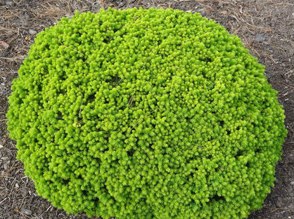 Picea abies ' Lilliput ' Miniature Norway Spruce - Kigi Nursery