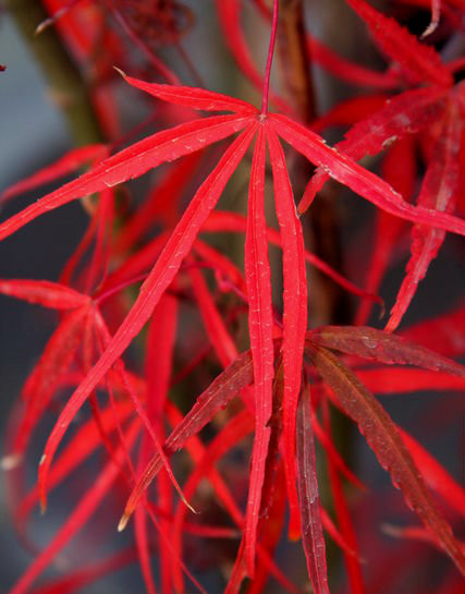 Acer palmatum 'Hubbs Red Willow' Japanese Maple Tree - Kigi Nursery