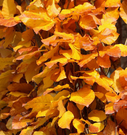 Fagus sylvatica 'Dawyck Gold' Golden Columnar Beech Tree - Kigi Nursery