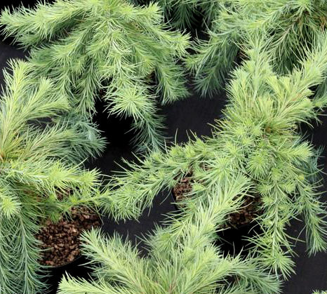 Larix kaempferi 'Tunis' Dwarf Japanese Larch - Kigi Nursery