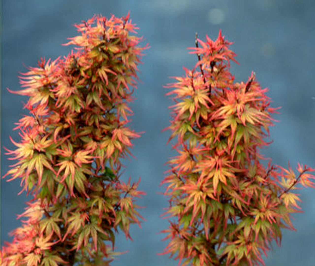 Acer Palmatum Kuro Hime Dwarf Japanese Maple Kigi Nursery acer-palmatum-kuro-hime-dwarf-japanese-maple-kigi-nursery