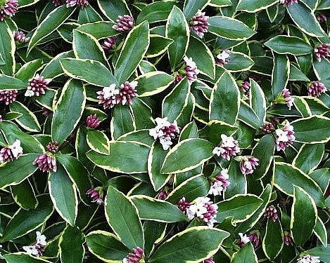 Daphne odora 'Aureomarginata' Variegated Winter Daphne - Kigi Nursery