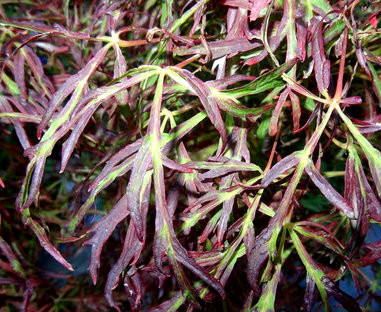 Acer x japonicum 'Gossamer' Hybrid Maple Tree - Kigi Nursery
