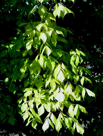 Acer negundo ' Winter Lightning ' Box Elder Tree - Kigi Nursery