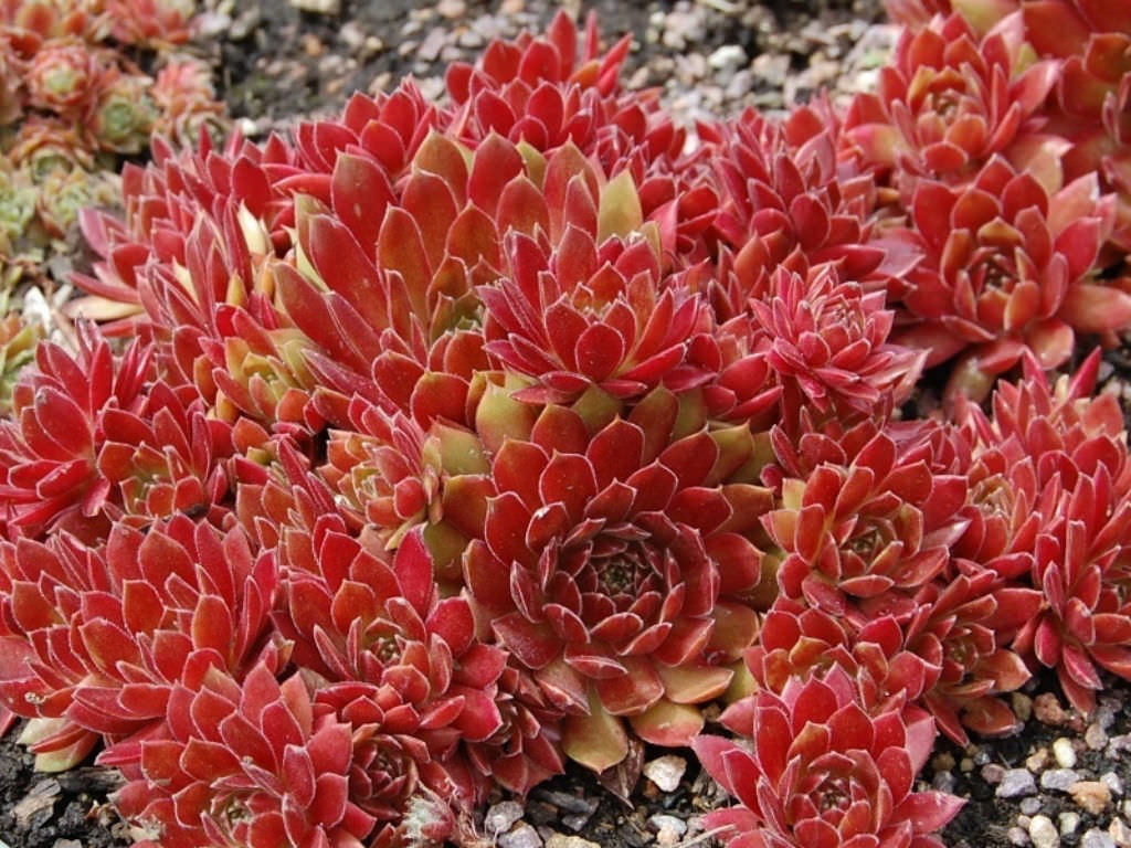 Sempervivum 'Royal Ruby' Hens and Chicks - Kigi Nursery