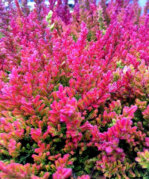 Calluna vulgaris 'Winter Chocolate' Lavender Flowering Heather - Kigi ...