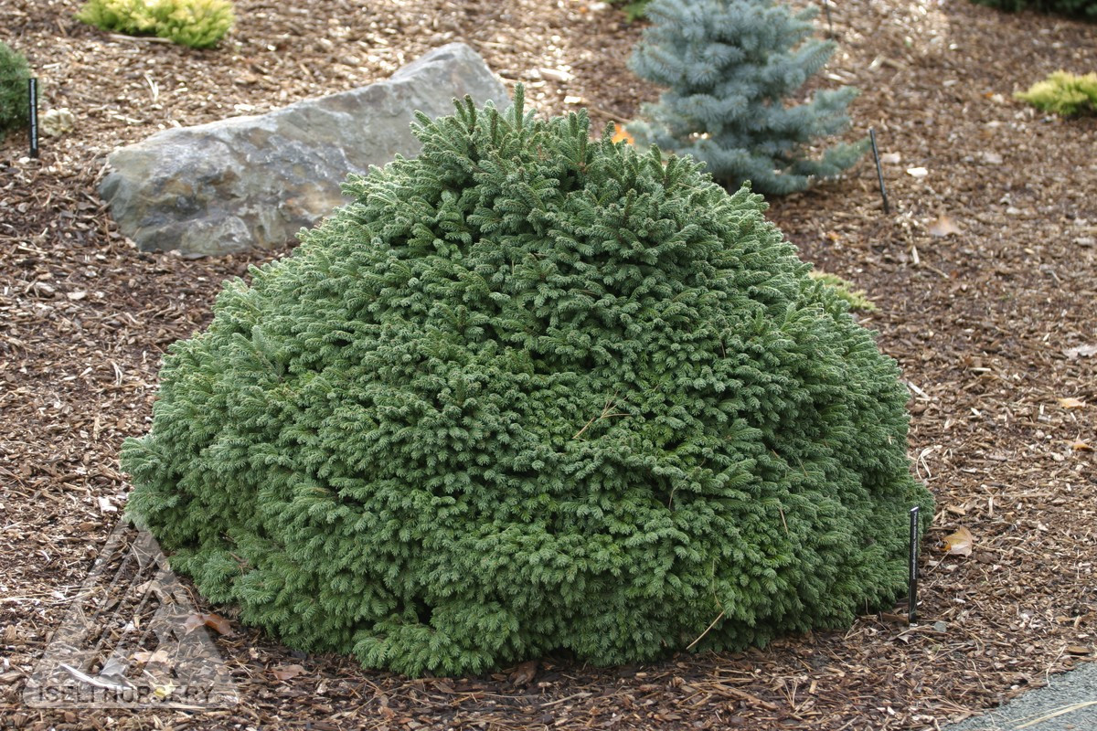 Picea abies 'Hildburghausen' Miniature Norway Spruce - Kigi Nursery