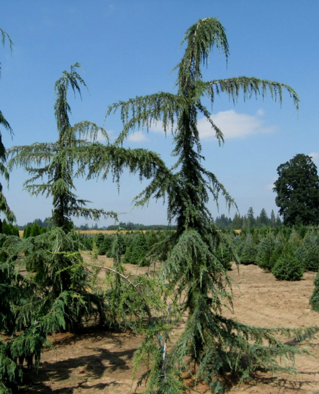 Cedrus libani ' Glauca Pendula ' Blue Weeping Cedar of Lebanon - Kigi Nursery