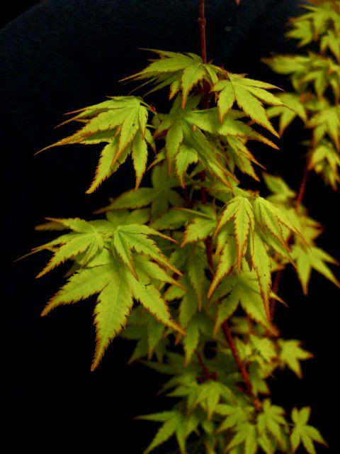 Dwarf Coral Bark Japanese Maples | Buy at Kigi Nursery