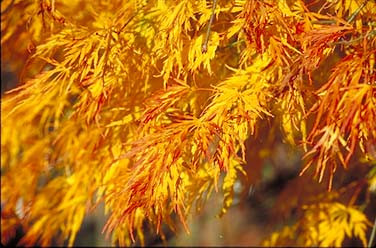 Acer palmatum dissectum ' Sekimori ' Cutleaf Japanese Maple - Kigi Nursery