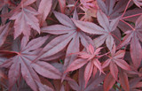 Acer palmatum ' English Town ' Dwarf Red Japanese Maple - Kigi Nursery