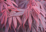 Acer palmatum 'Elizabeth' Dwarf Japanese Maple - Kigi Nursery