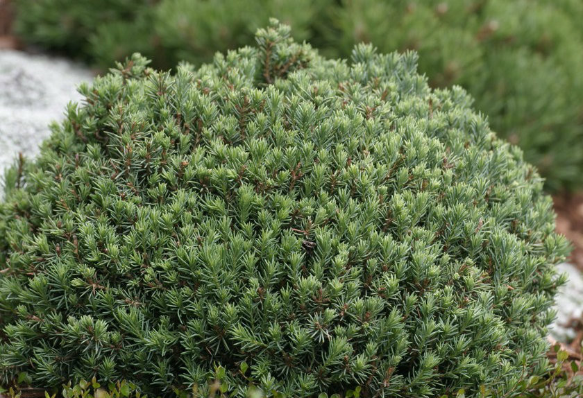Picea glauca 'Blue Planet' Miniature Alberta Spruce - Kigi Nursery
