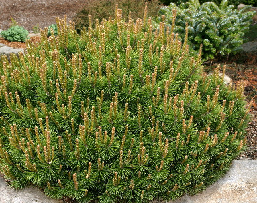 Pinus mugo 'Slowmound' Dwarf Mugo Pine - Kigi Nursery