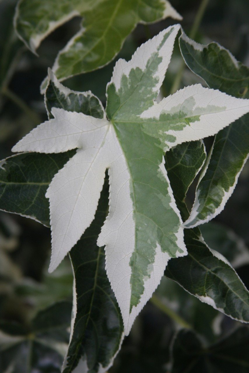 Liquidambar styraciflua 'Silver King' Variegated Sweet Gum - Kigi Nursery