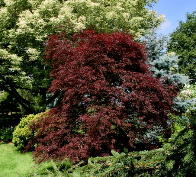 Acer palmatum dissectum 'Red Filigree Lace' Cutleaf Japanese Maple ...