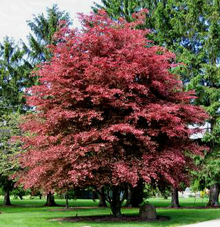 Fagus sylvatica ' Purpurea Tricolor ' Deep Purple Variegated Beech ...