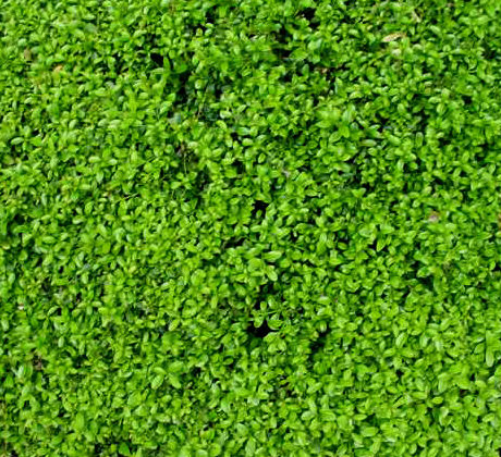 Buxus microphylla 'Compacta' Miniature Japanese Boxwood - Kigi Nursery