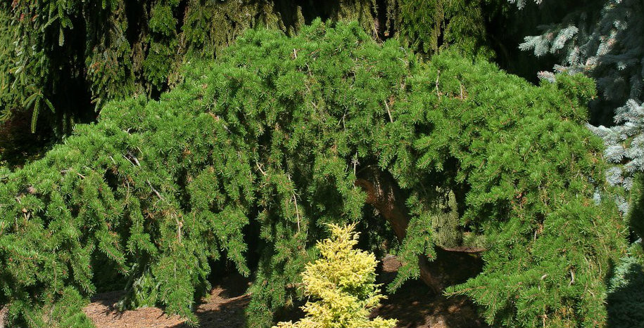 Pinus banksiana 'Uncle Fogy' Contorted Weeping Jack Pine - Kigi Nursery