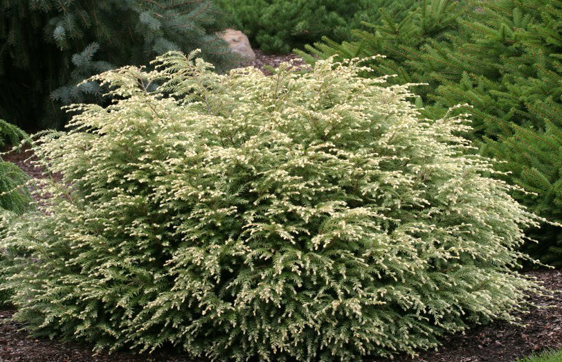 Tsuga canadensis 'Moon Frost' Dwarf White Canadian Hemlock - Kigi Nursery
