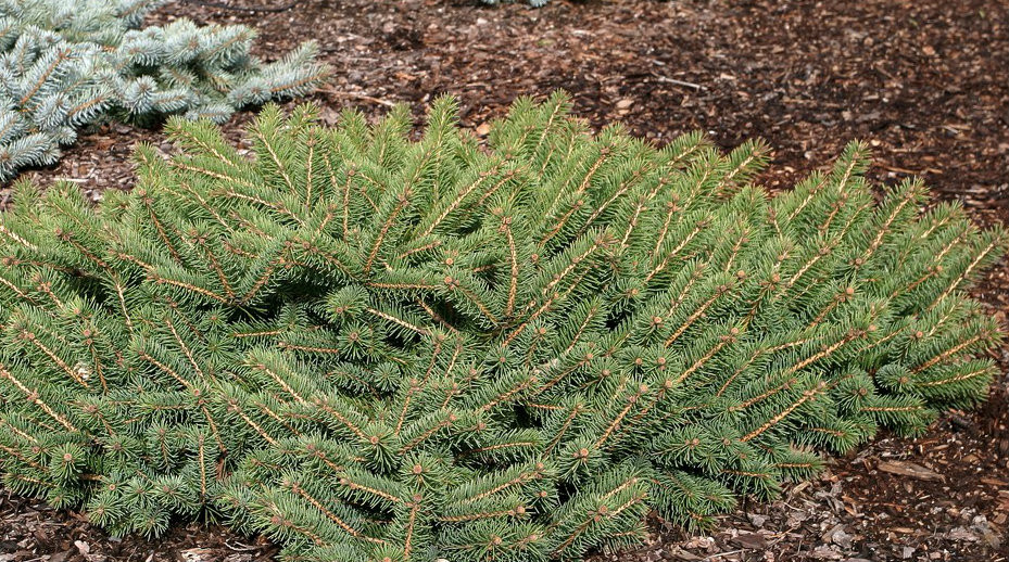 Picea pungens 'Mesa Verde' Ground Cover Colorado Spruce - Kigi Nursery
