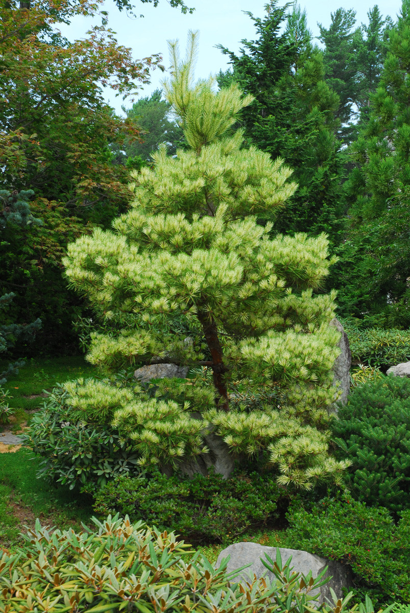 Pinus densiflora ' Oculus Draconis ' Variegated Japanese Red Pine ...