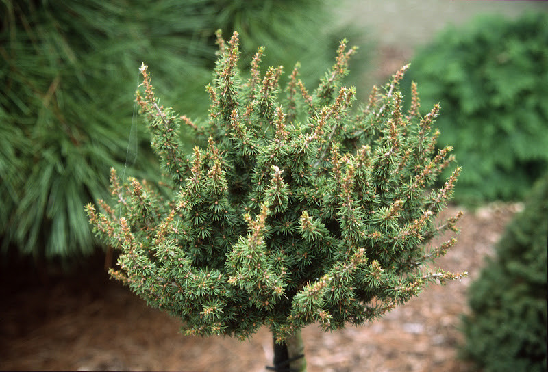 Cedrus brevifolia 'Kenwith' Miniature Cyprian Cedar - Kigi Nursery