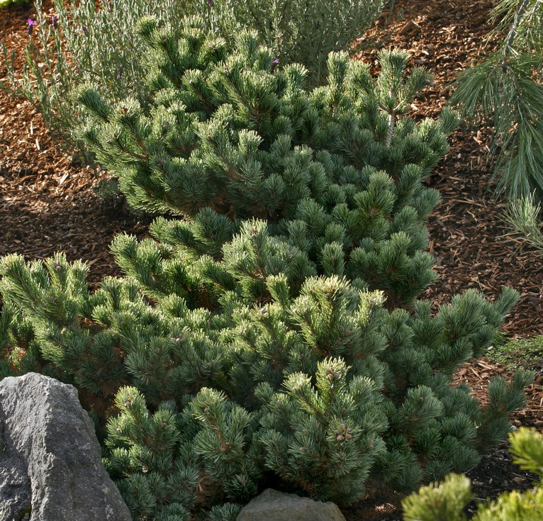 Pinus parviflora 'Kinpo' Dwarf Japanese White Pine - Kigi Nursery