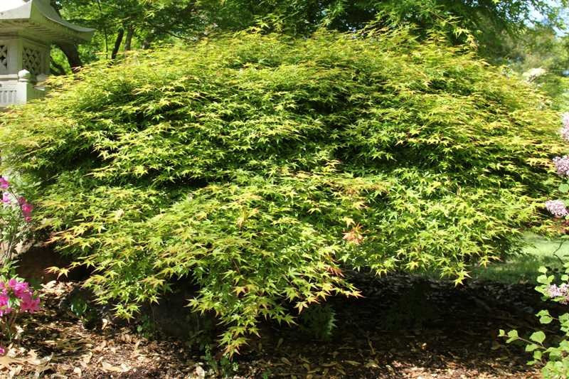Acer palmatum 'Murasaki hime' Japanese Maple Tree - Kigi Nursery