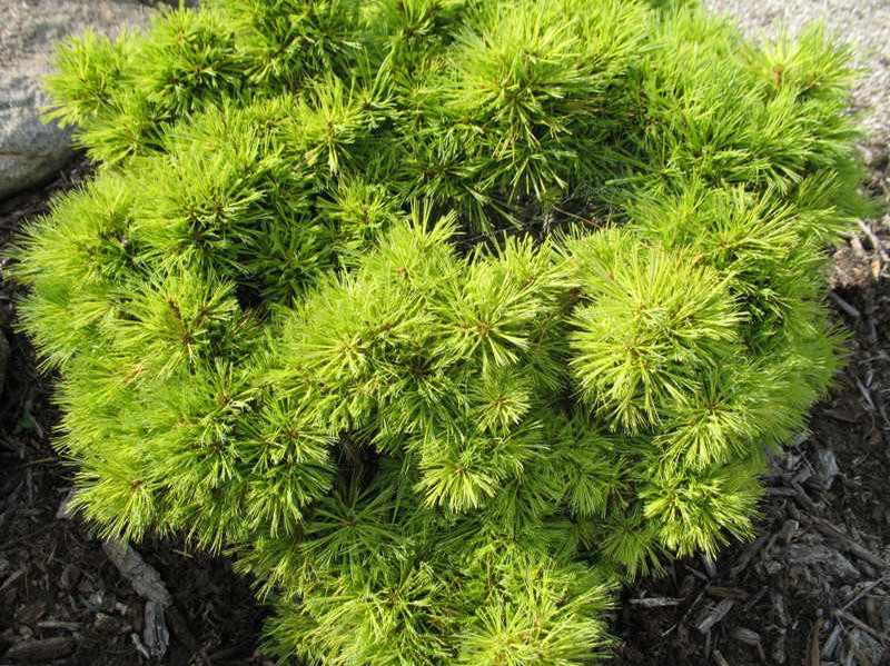 Pinus strobus 'Horsford' Dwarf Eastern White Pine - Kigi Nursery