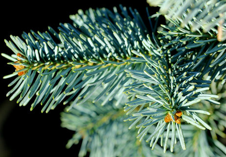 Abies lasiocarpa 'Blue Bear' Dwarf Blue Subalpine Fir - Kigi Nursery