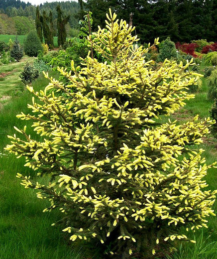 Picea glauca 'Spruce Lane' Spring Flushing White Spruce - Kigi Nursery