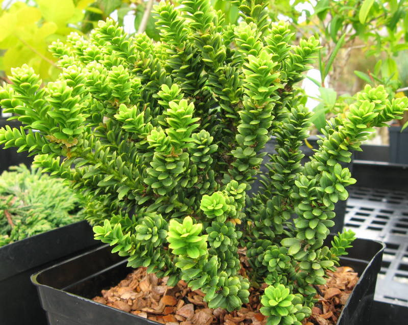 Taxus baccata 'Amersfoort' Dwarf English Yew - Kigi Nursery