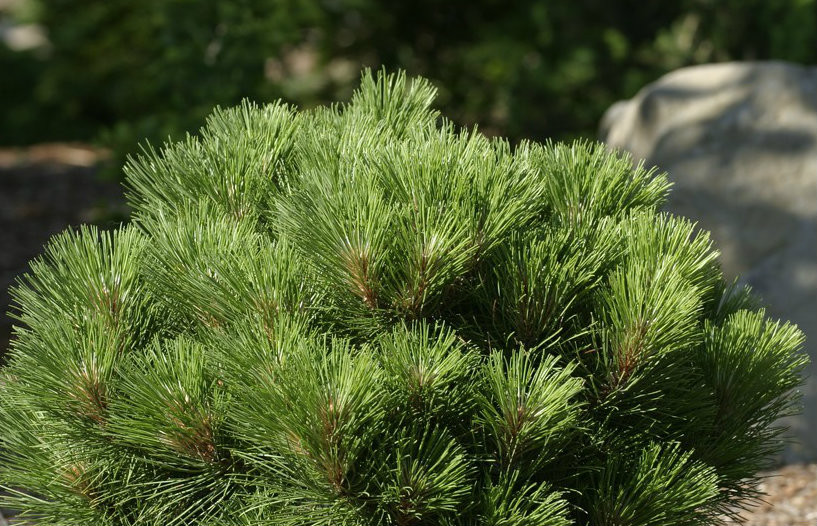 Pinus resinosa 'Morel' Globe American Red Pine - Kigi Nursery