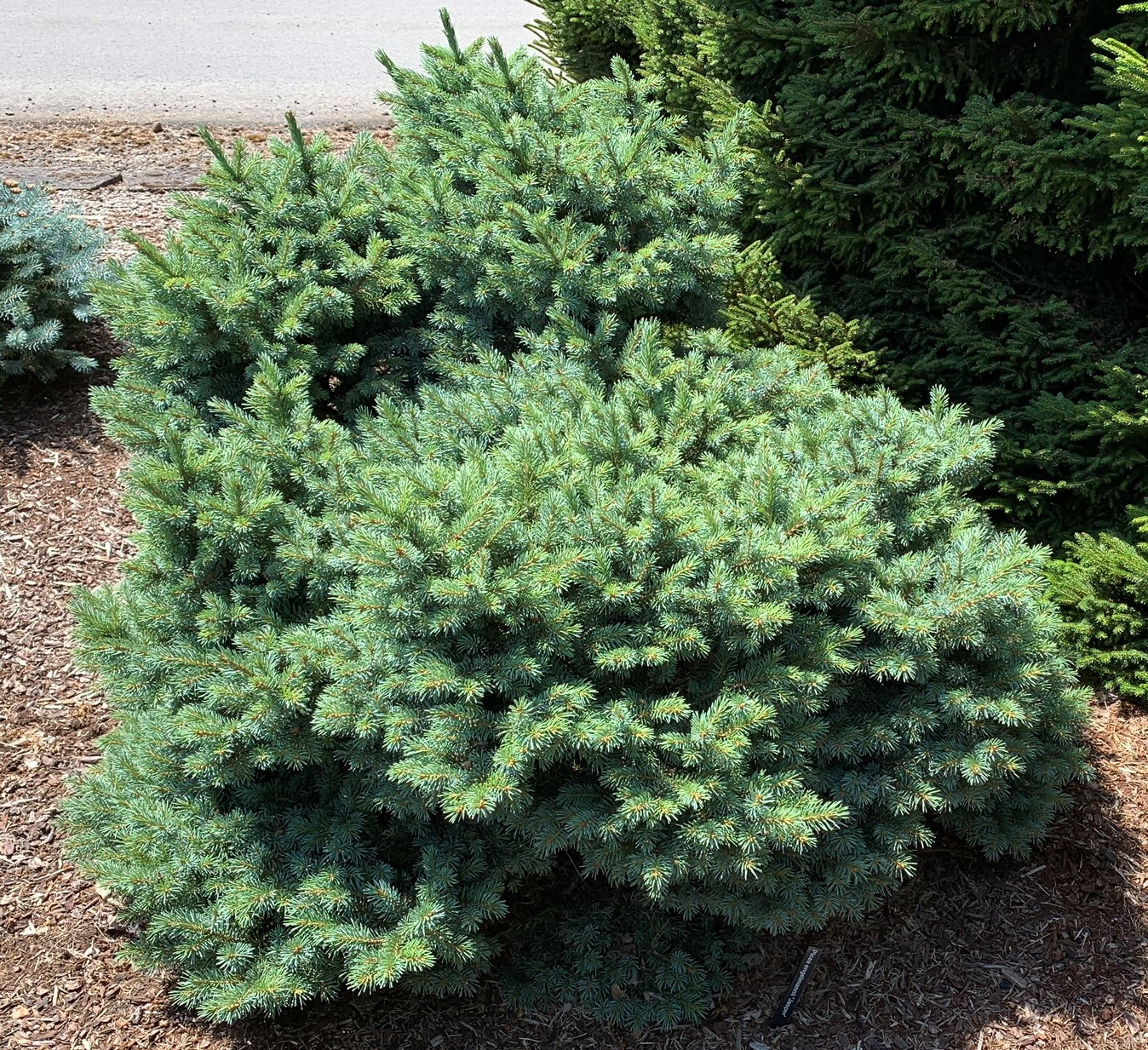 Picea engelmannii 'Jasper' Dwarf Engelmann Spruce - Kigi Nursery