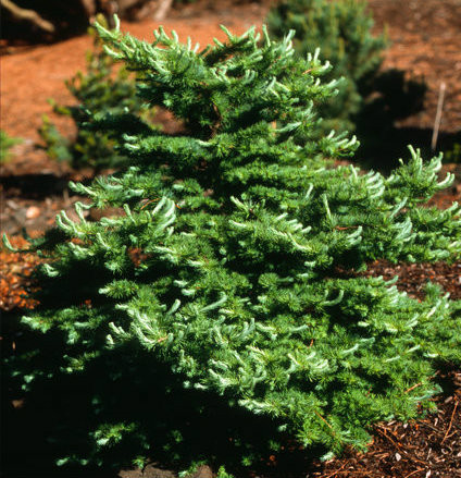 Larix kaempferi 'Wolterdingen' Dwarf Japanese Larch - Kigi Nursery