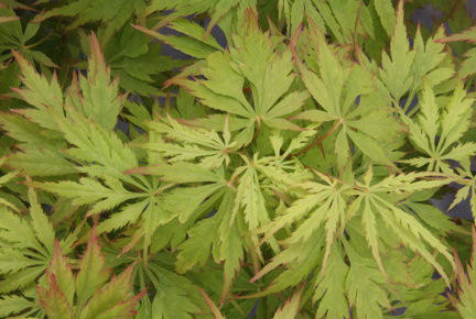 Acer palmatum 'Shigure bato' Japanese Maple Tree - Kigi Nursery