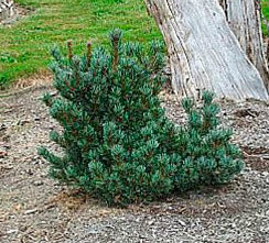 Pinus parviflora ' Pent Azuma ' Dwarf Japanese White Pine - Kigi Nursery