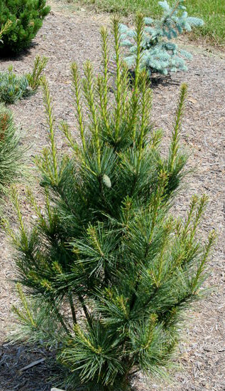 Pinus Strobus Fastigiata Columnar Eastern White Pine | Buy at Kigi Nursery