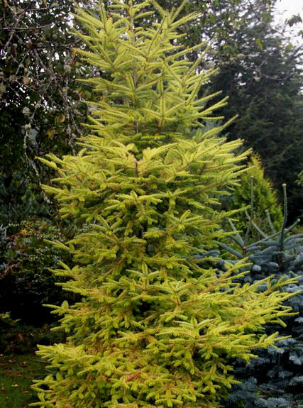Abies balsamea 'Eugene Gold' Dwarf Spreading Balsam Fir - Kigi Nursery