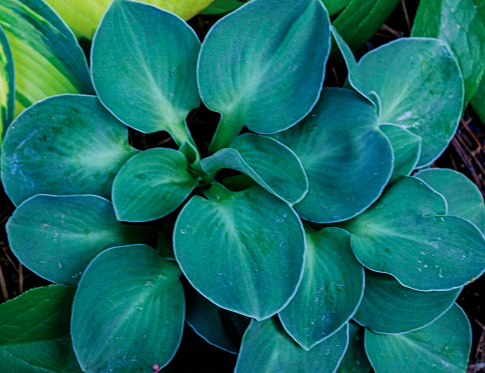Hosta 'Blue Mouse Ears' Dwarf Blue Gray - Kigi Nursery