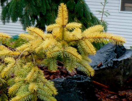 Picea pungens 'Wisconsin Cream' Colorado Blue Spruce - Kigi Nursery