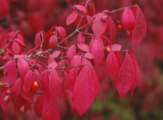 Euonymus alatus 'Compactus' Dwarf Burning Bush - Kigi Nursery