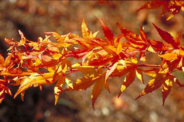 Acer palmatum 'Japanese Sunrise' Japanese Maple - Kigi Nursery