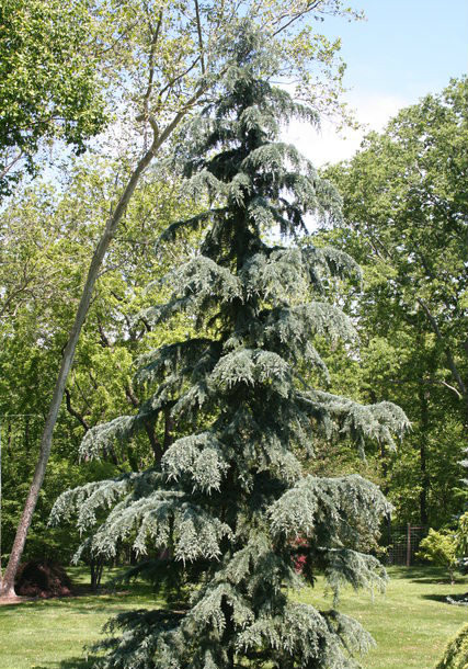 Deodar Cedrus Karl Fuchs