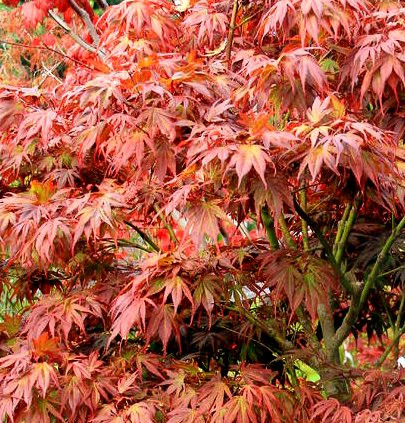 Acer palmatum 'Oregon Sunset' Dwarf Japanese Maple Tree - Kigi Nursery